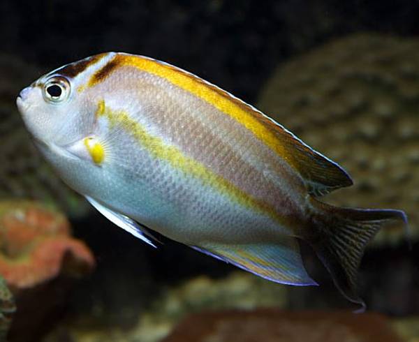 Genicanthus bellus - Korallen.no